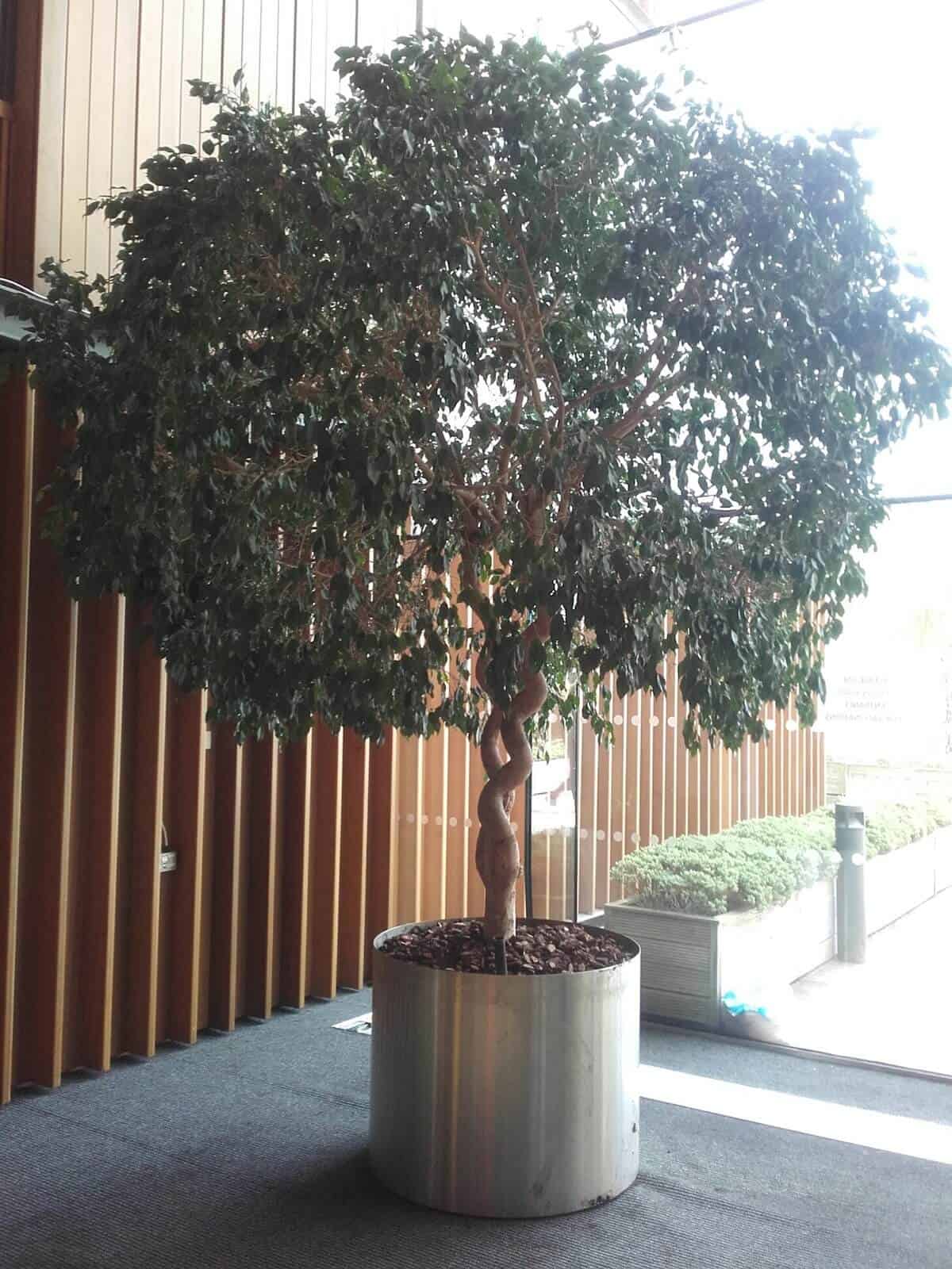 NHS Alder Hey Academy Trees | Kimpton